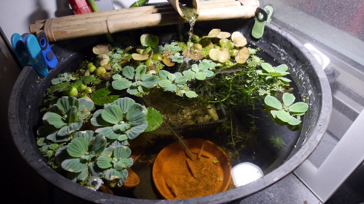 6 Kolam Ikan Mini Unik dan Kreatif Pengobat Stres